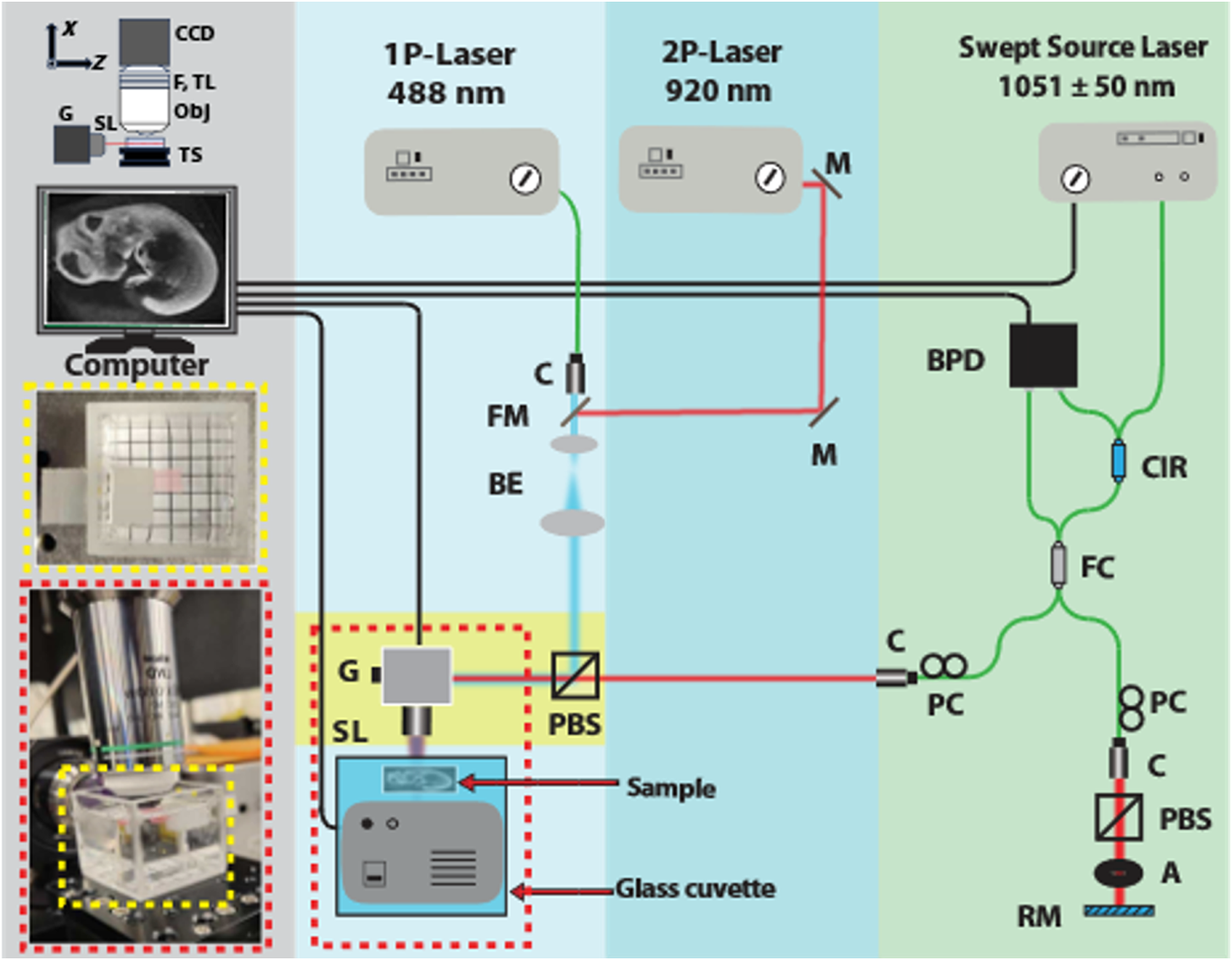 Multimodal optical coherence tomography and two-photon light sheet ...